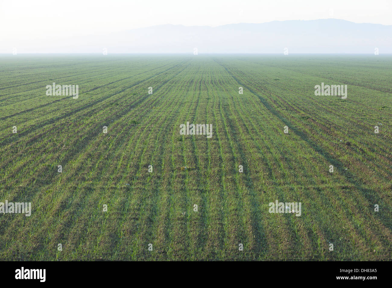 Newly sewn vegetable farm field - Central California, USA Stock Photo ...
