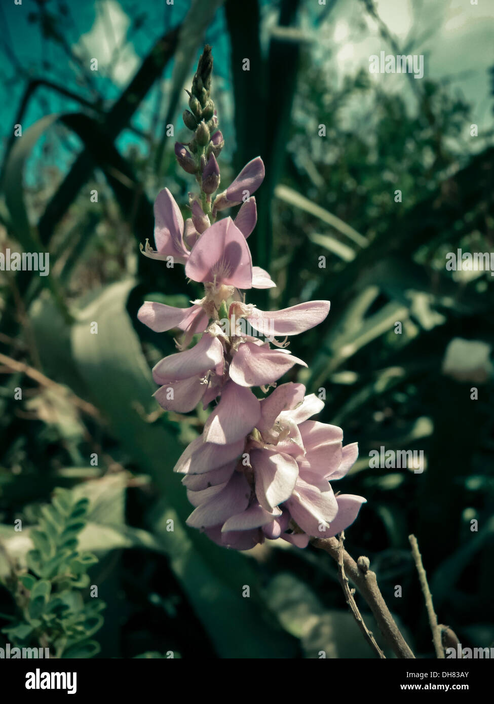Indigofera sp. Family: Fabaceae. A relative of Indigofera Tinctoria ...