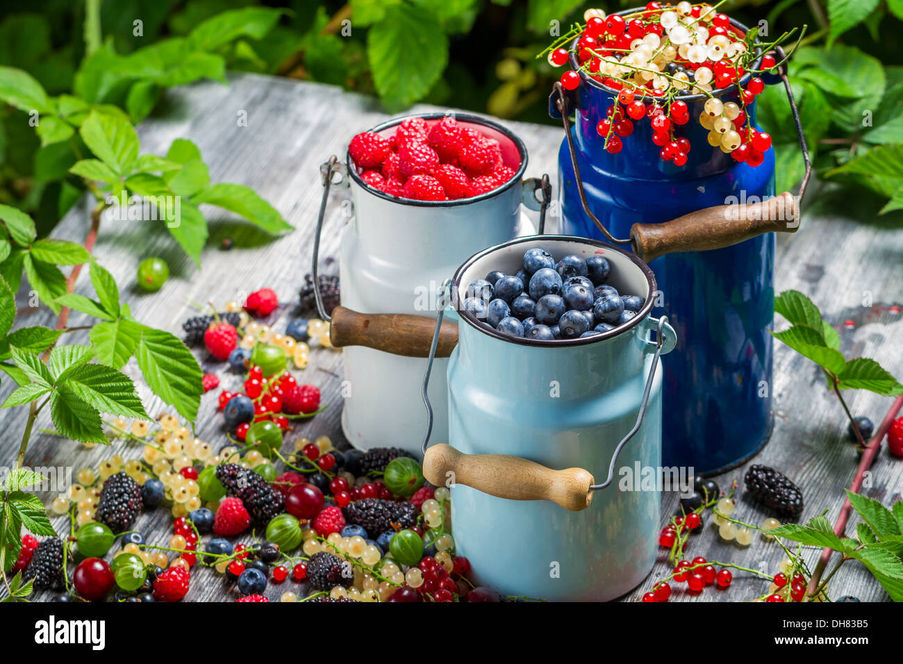 Freshly harvested wild berry fruits Stock Photo - Alamy