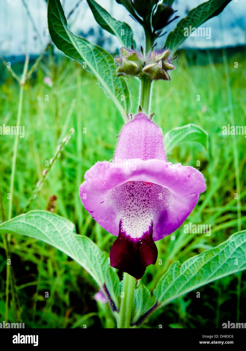 Flower of Sesamum indicum L. S. orientale L. Pedaliace Stock Photo - Alamy