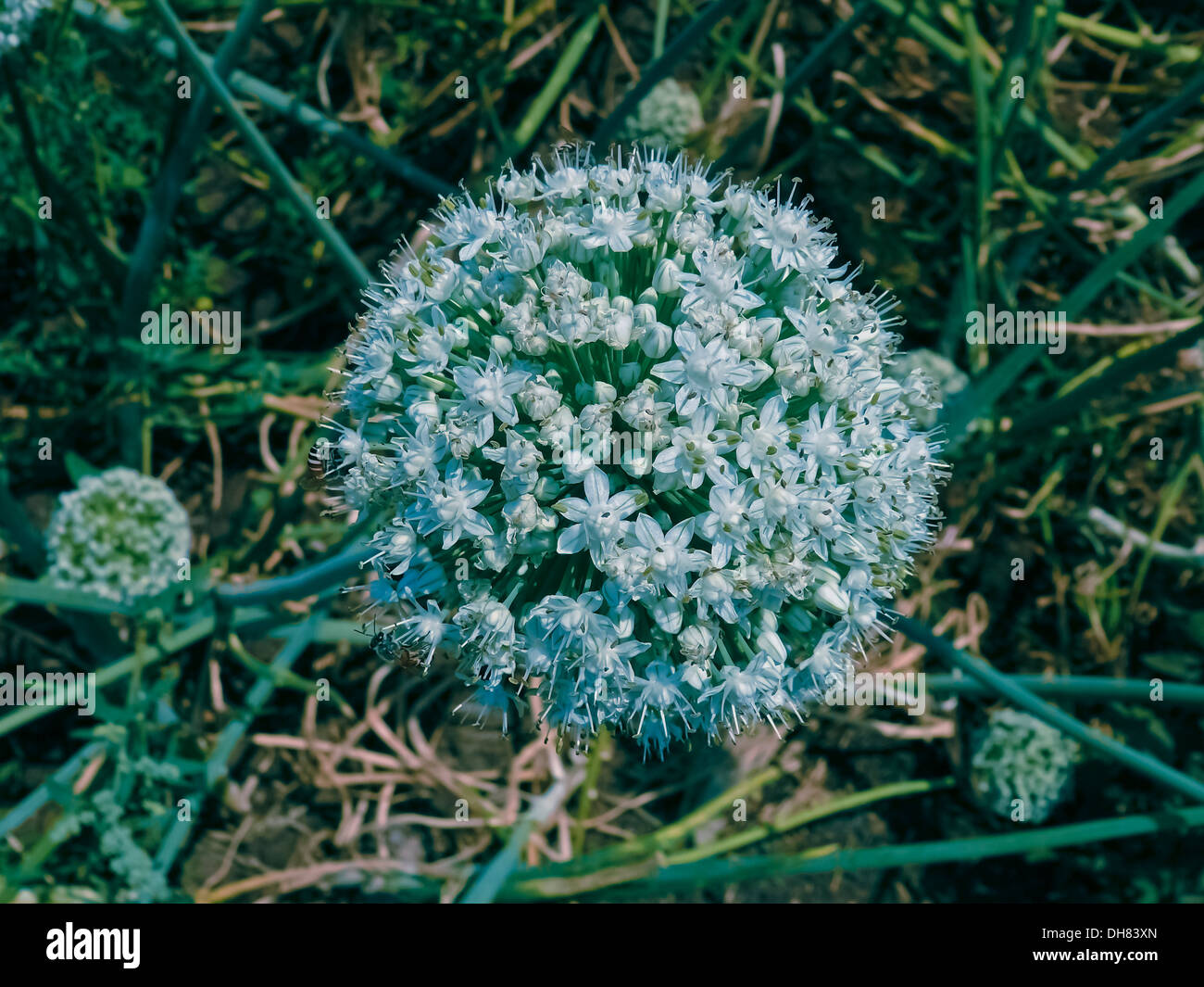 Onion Allium flowers, Green Onion Stalks with white flowers in the ...