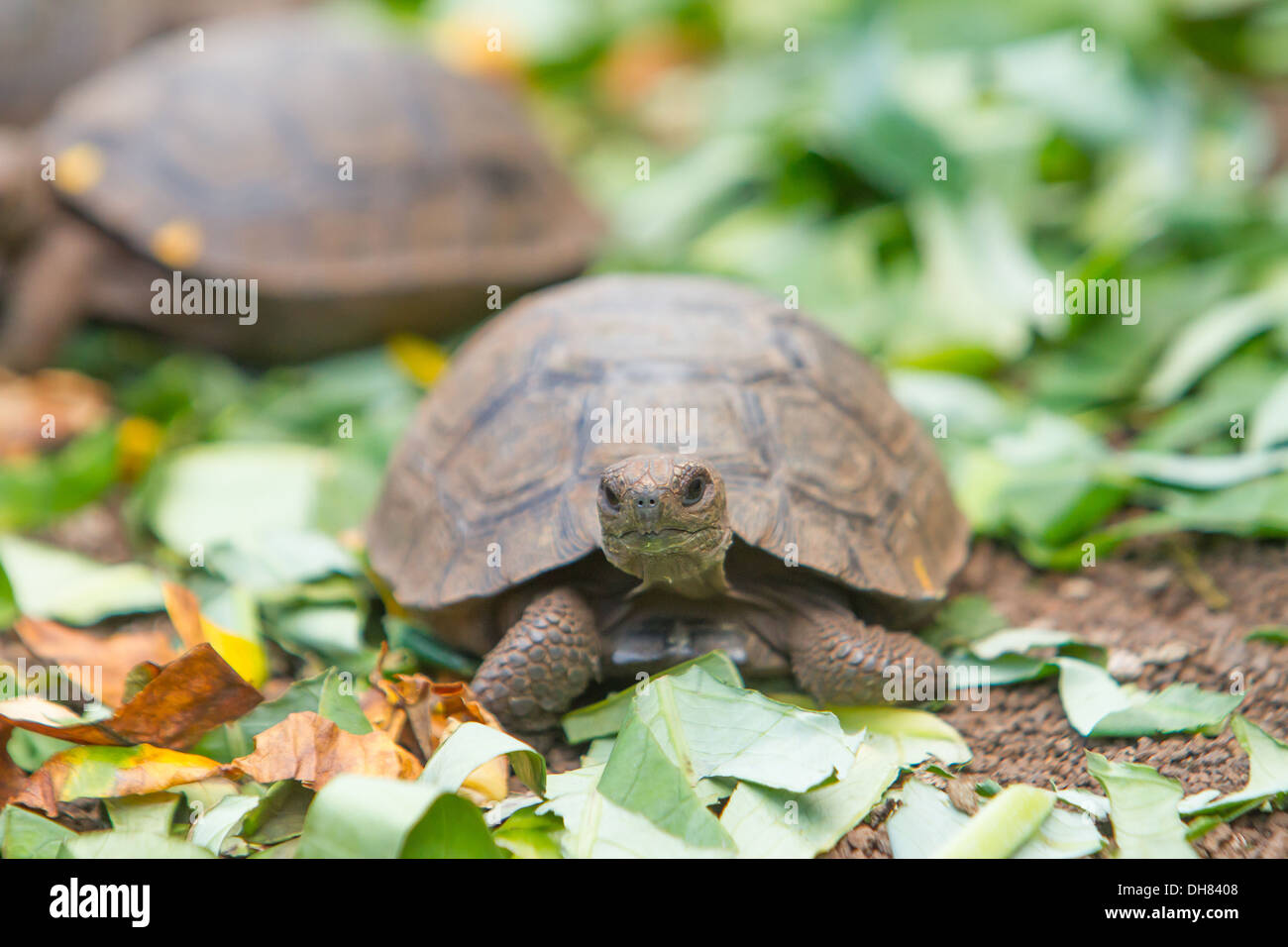 New born baby turtle hi-res stock photography and images - Alamy