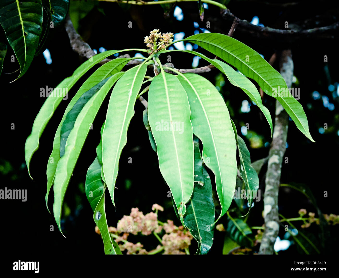 Mango tree in bloom in india hi-res stock photography and images - Alamy