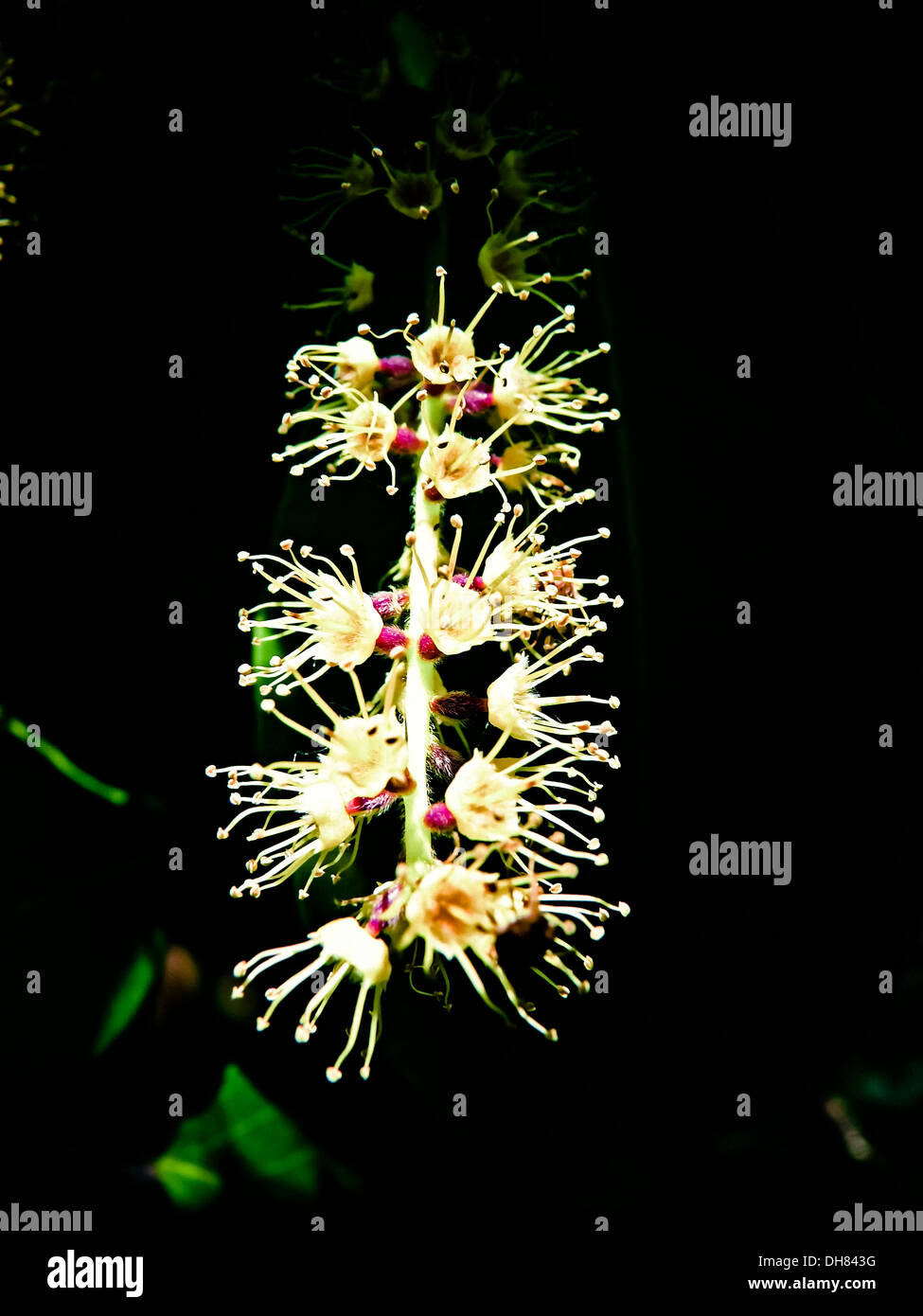 Flowers of Terminalia Chebula. Chebulic Myrobalan Stock Photo - Alamy