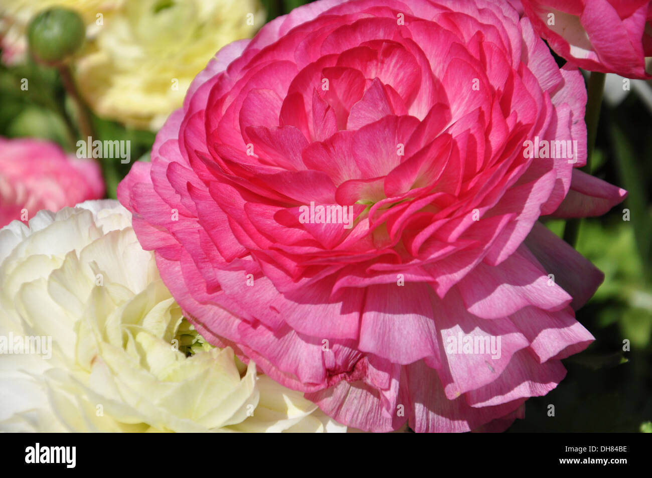 Botanic garden in summer hi-res stock photography and images - Alamy