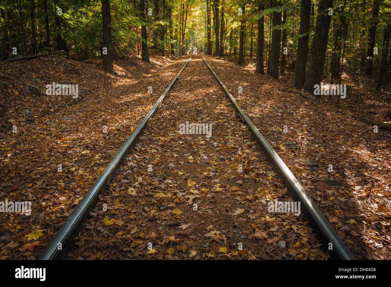 Dappled sunlight falls on railroad tracks that converge in the distance ...