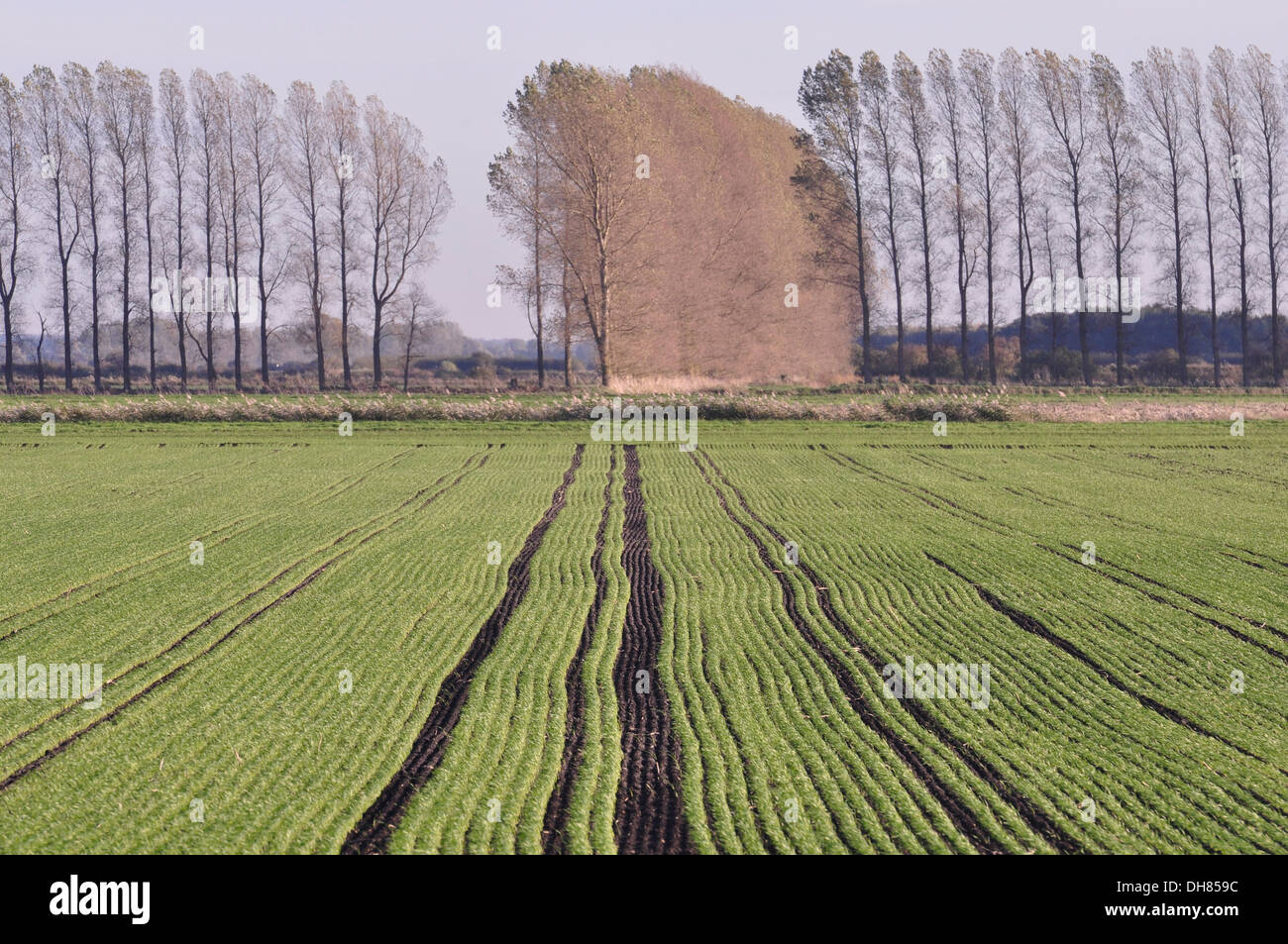 Feltwell hi-res stock photography and images - Alamy