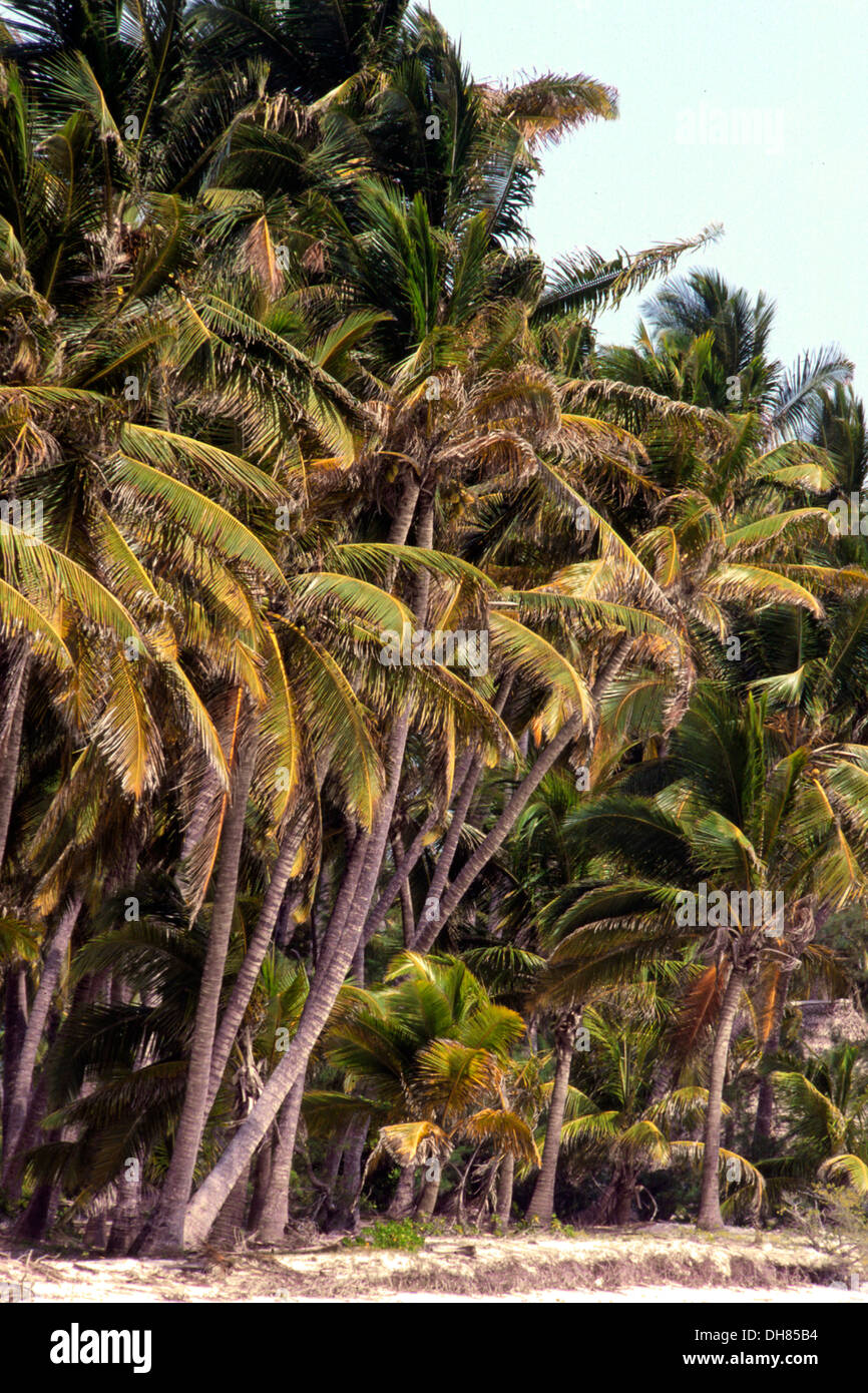Tropical coast palm trees hi-res stock photography and images - Alamy