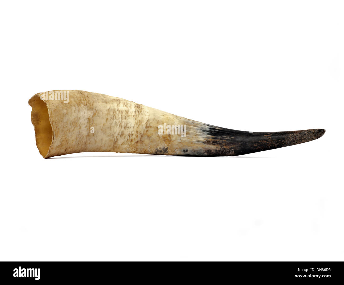 horn of a cow isolated on white background Stock Photo - Alamy
