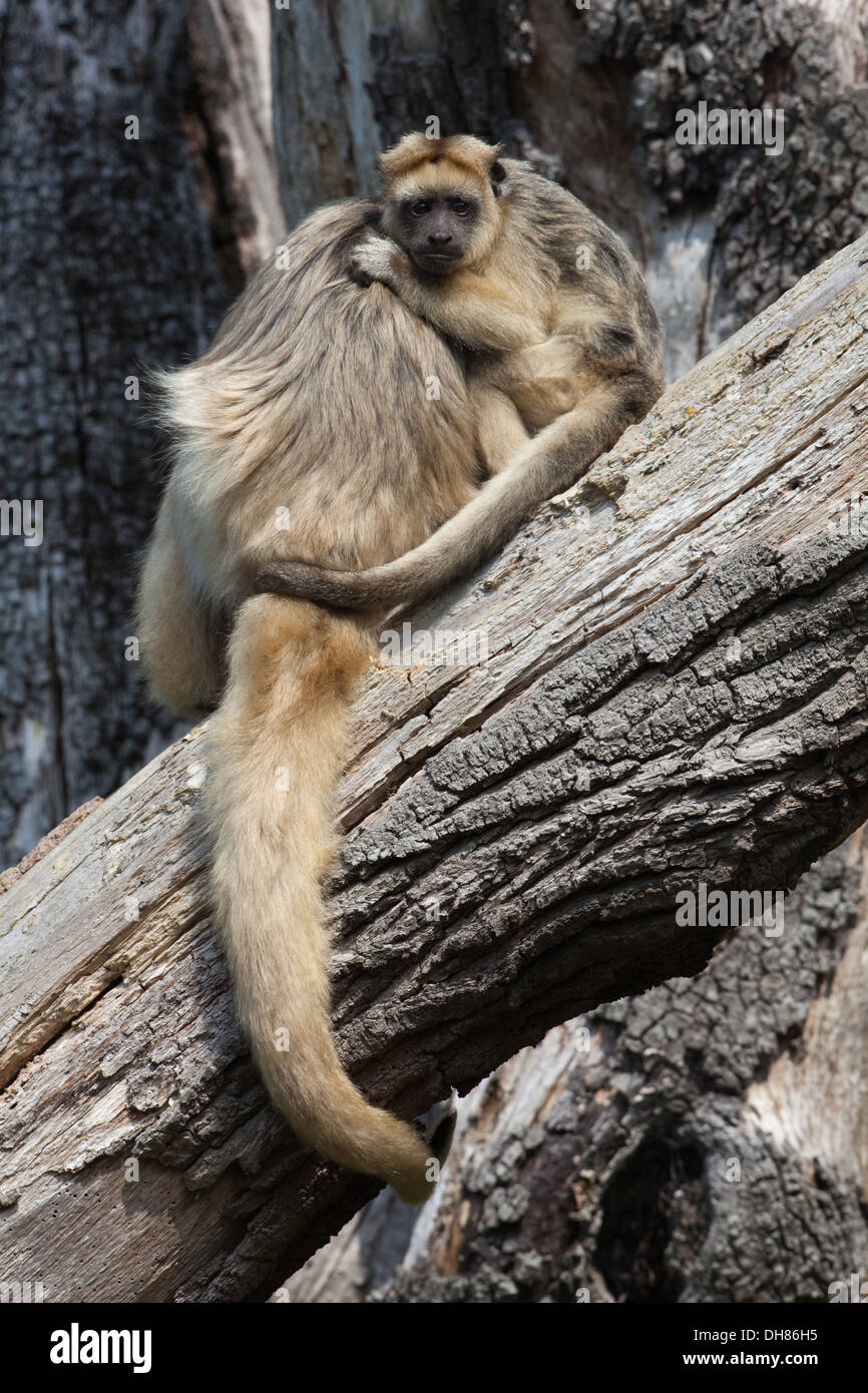 Black and Gold Howler Monkeys (Aloutta curaya). Female and young. Baby ...