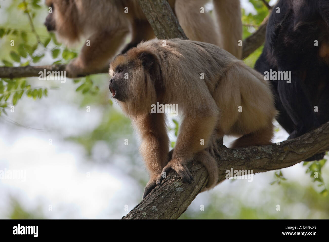 Female Black and Gold Howler Monkey (Aloutta curaya). Calling. Central ...