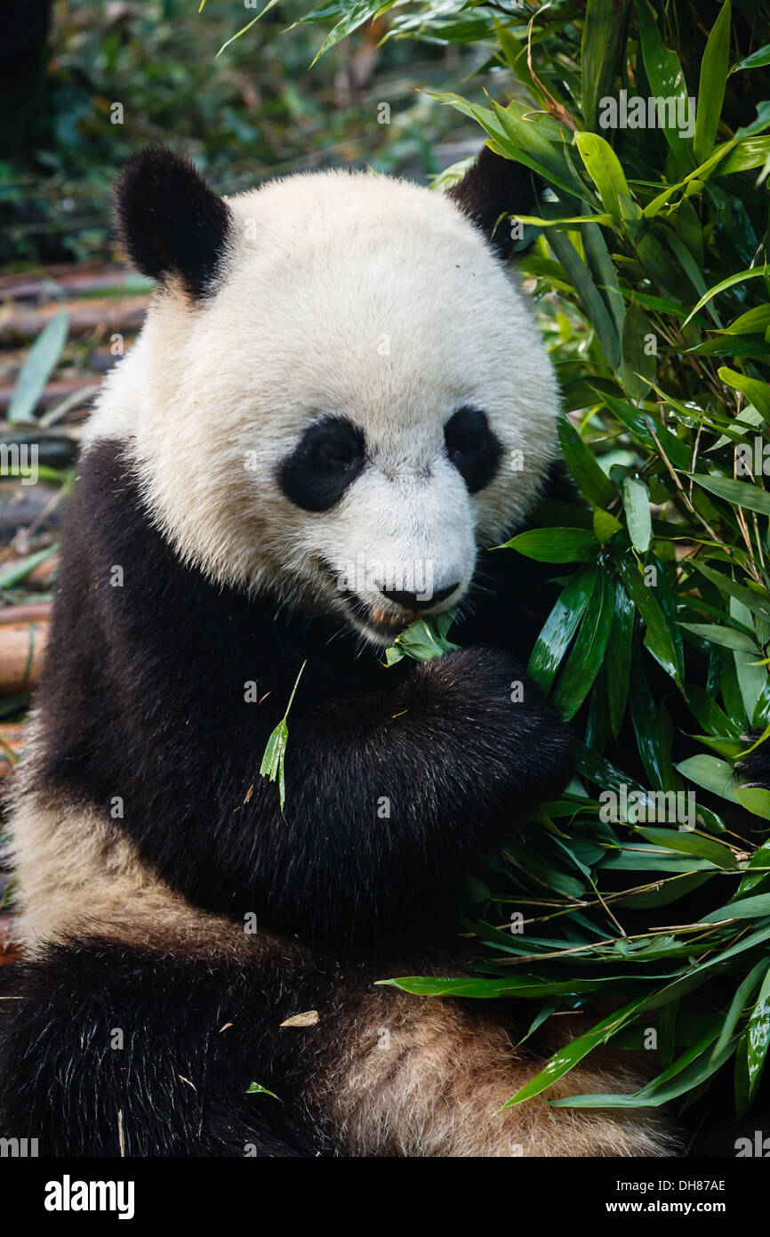 Two panda eating bamboo hi-res stock photography and images - Alamy