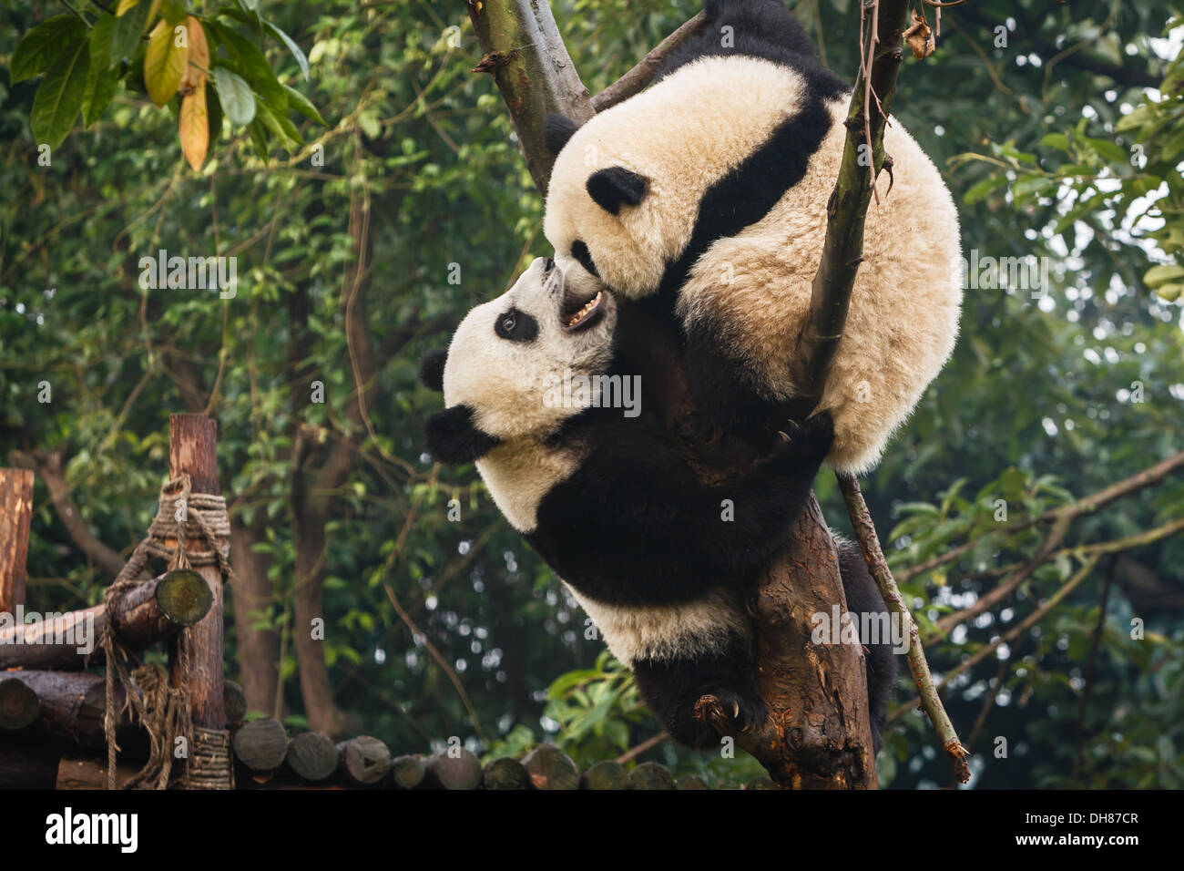 Pandas playing hi-res stock photography and images - Alamy