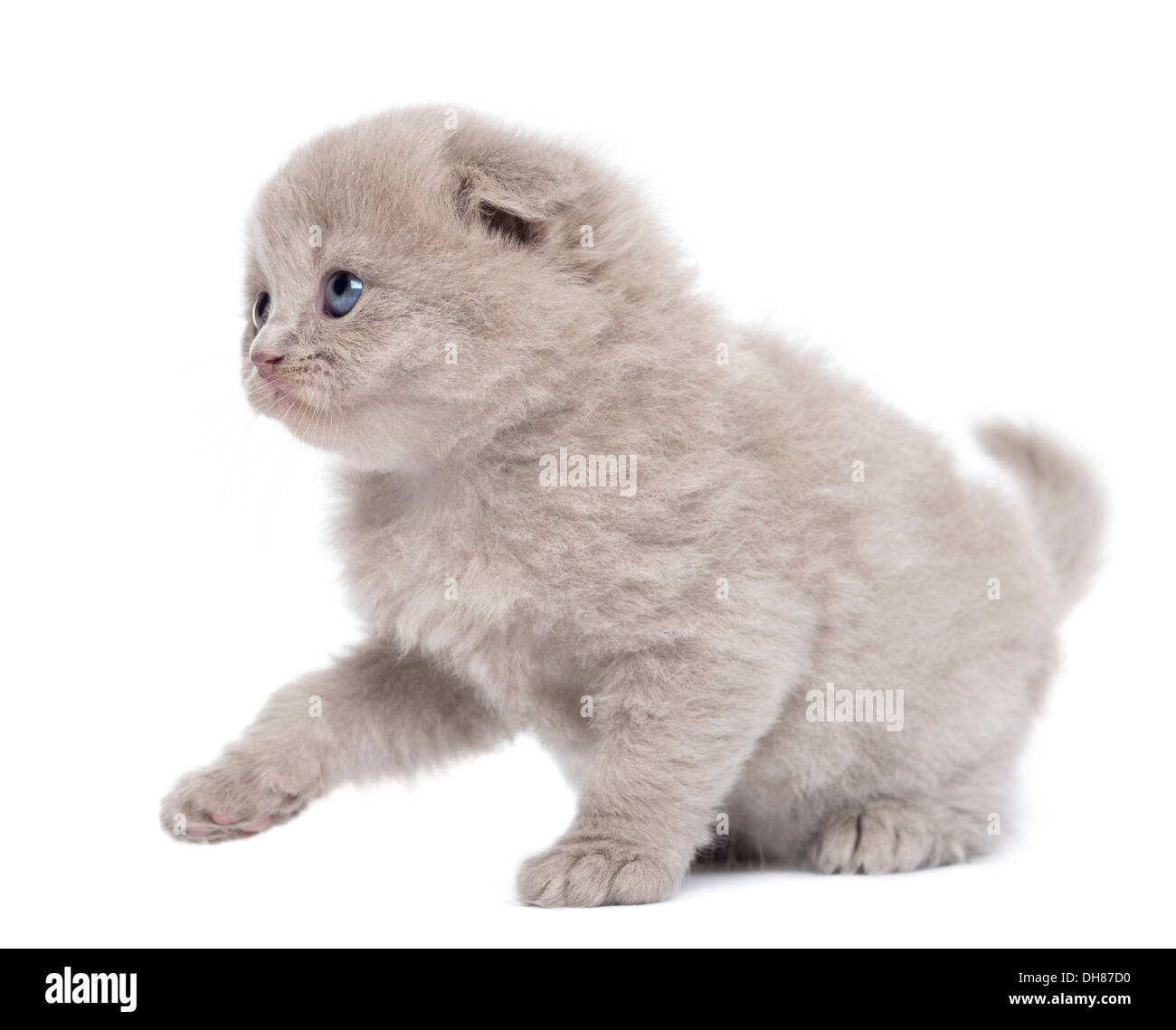 Side view of a Highland fold kitten pawing up against white background ...