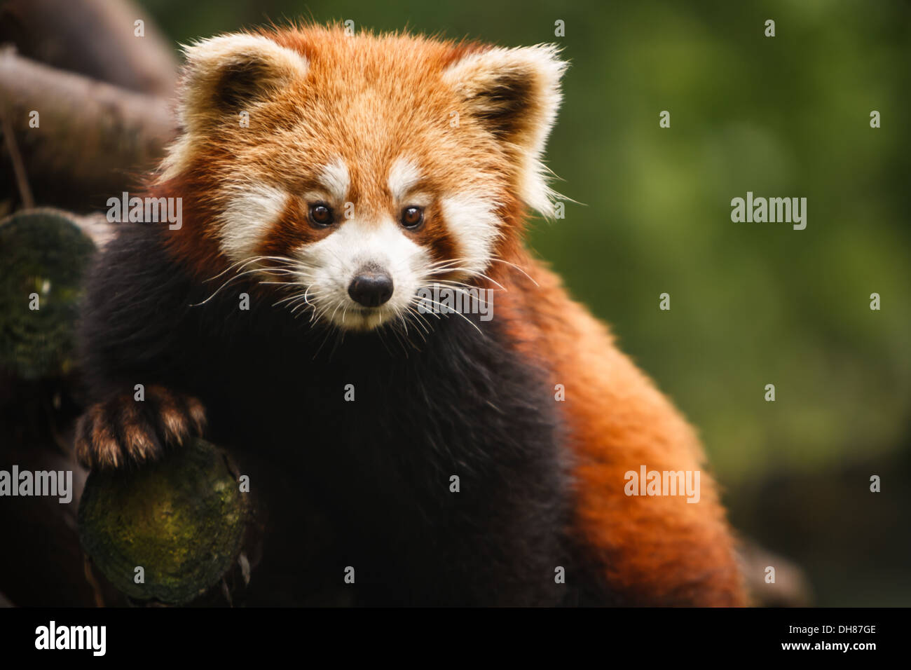 Research About Red Giants