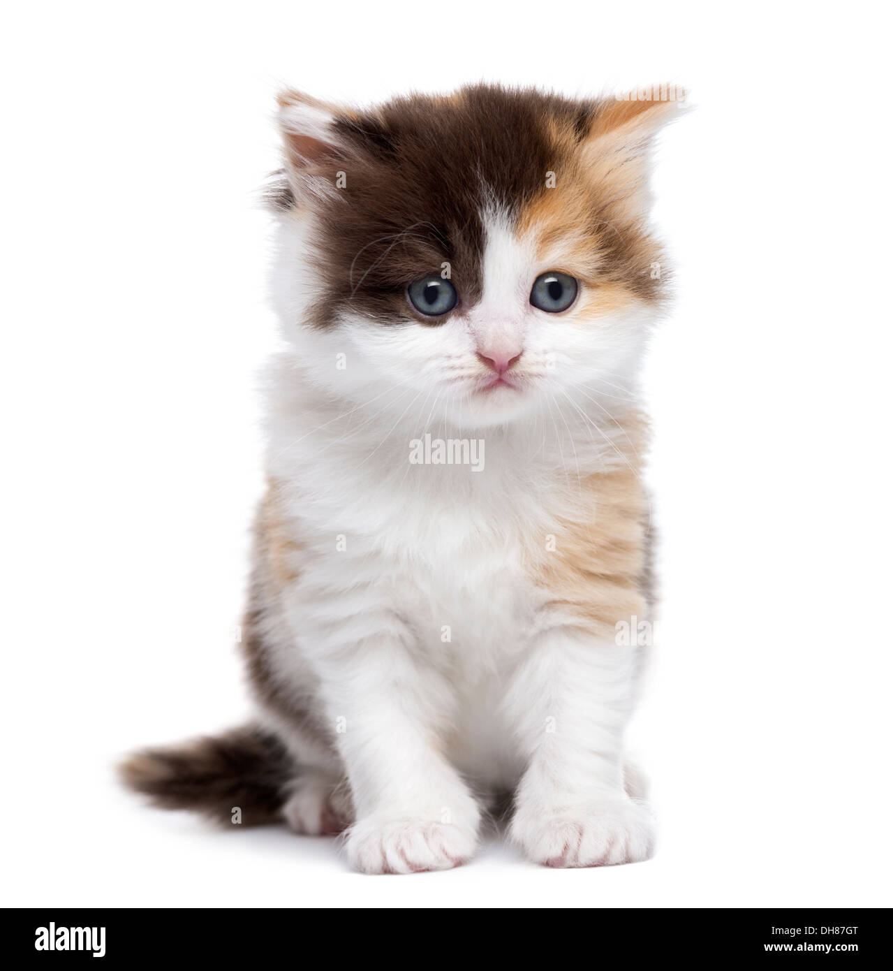 Front view of a Highland straight kitten sitting against white ...