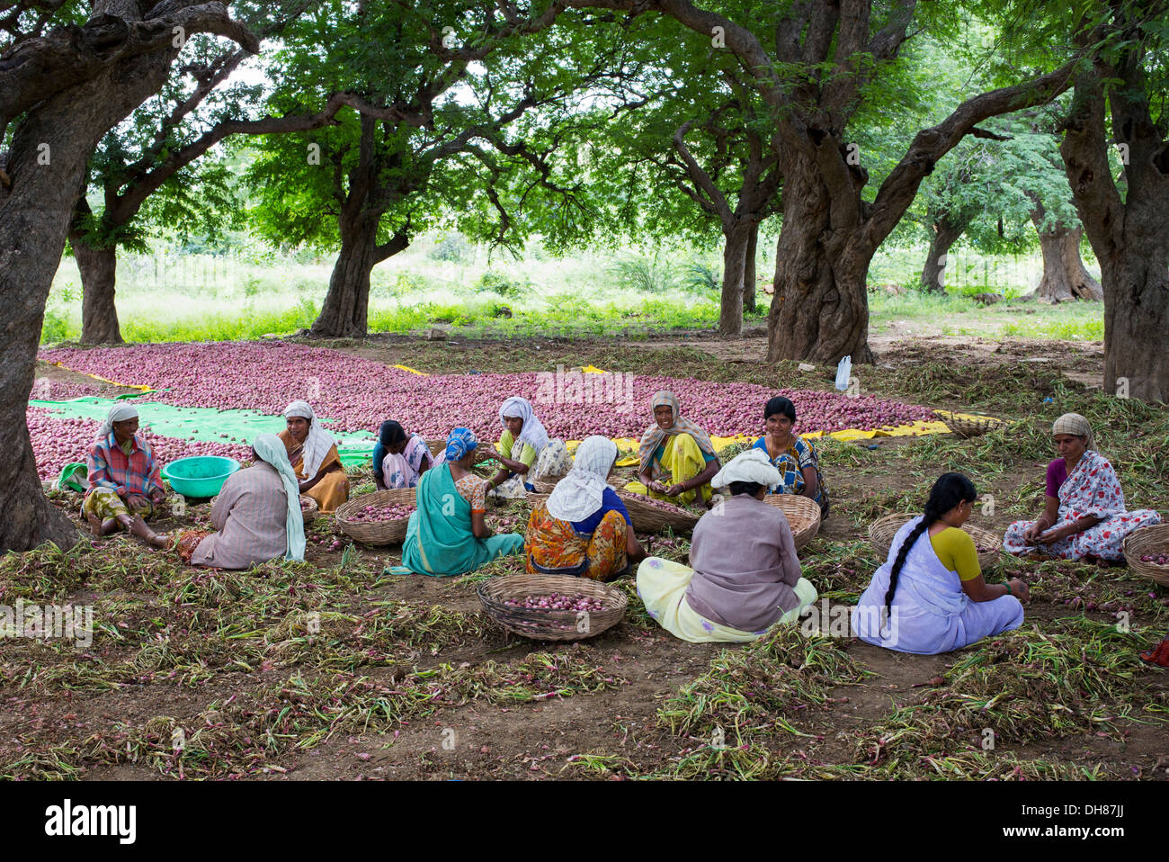 Rural Indian village women working topping and tailing harvested red ...