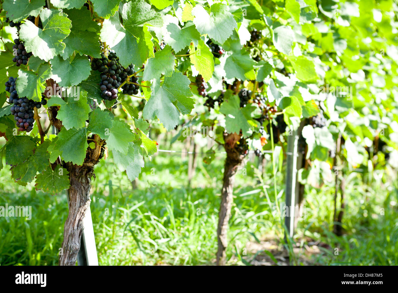 green and red grapevine outdoor in autumn summer agriculture vine grape ...