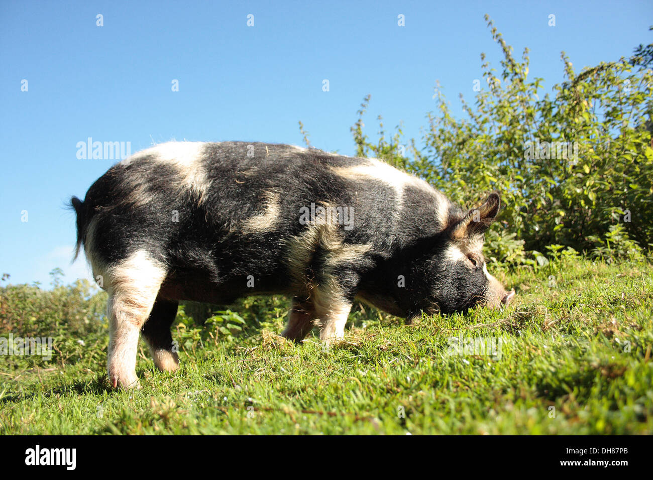 Kune Kune boar Stock Photo - Alamy