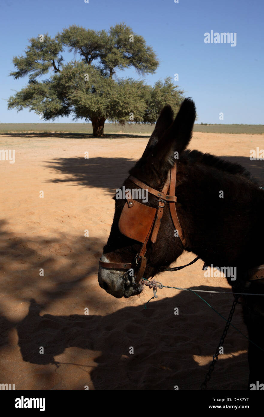 Nuwerus is a small town next to the N7 that goes up the West Coast into ...