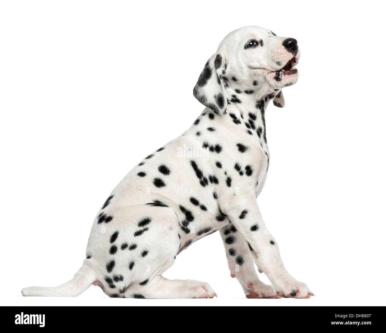 Side view of a Dalmatian puppy barking, sitting against white ...