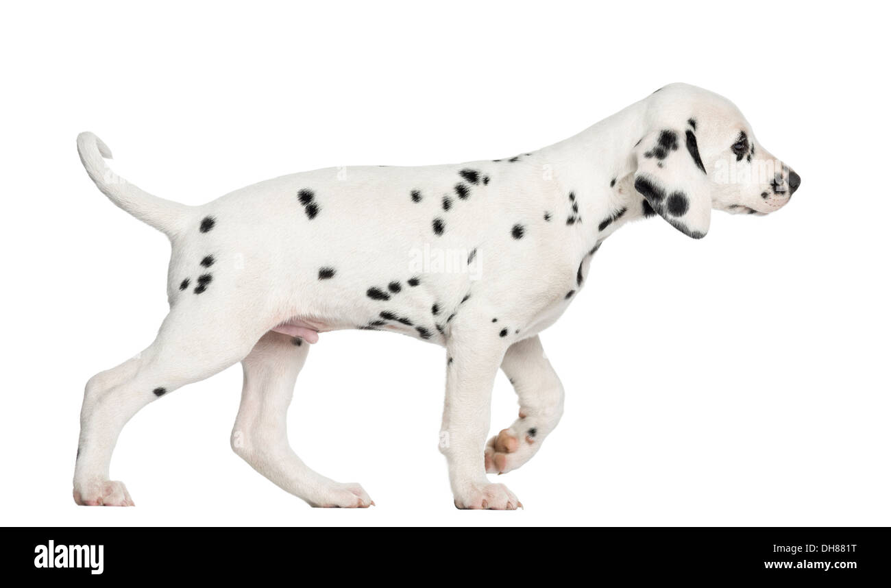 Walking dalmatian hi-res stock photography and images - Alamy