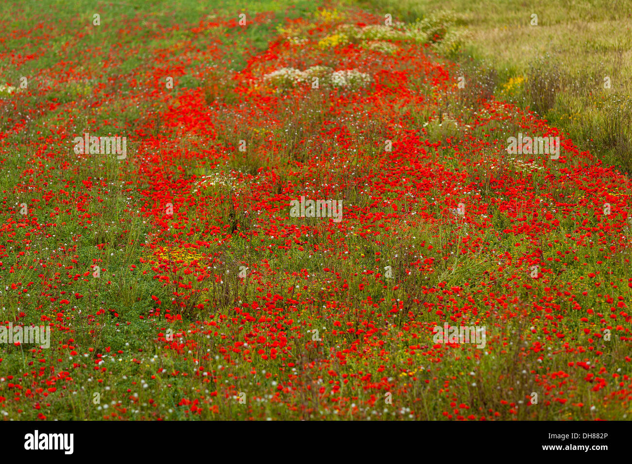 beautiful poppy field in red and green landscape nature background ...
