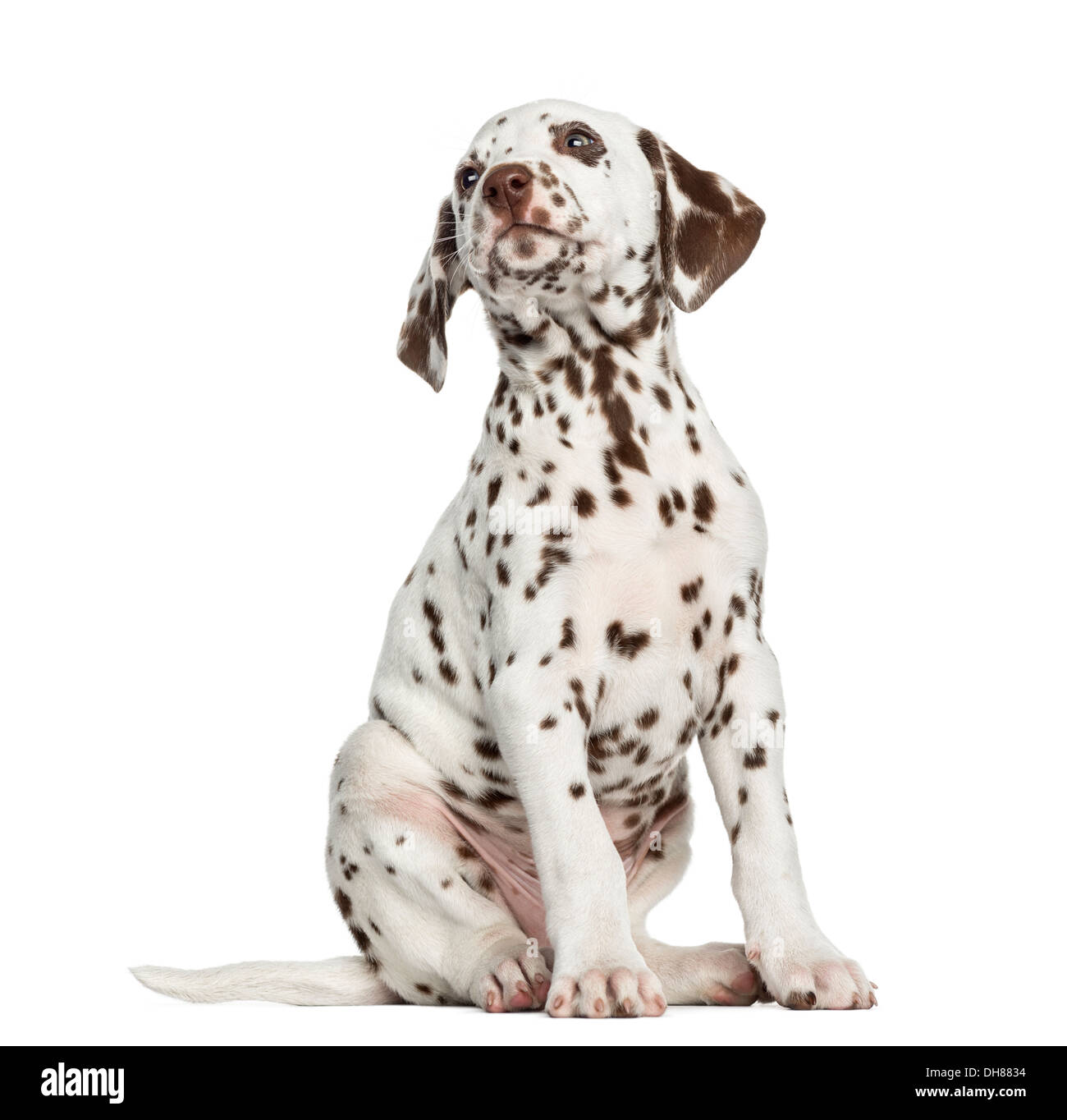 Front view of a Dalmatian puppy looking up sitting against white ...