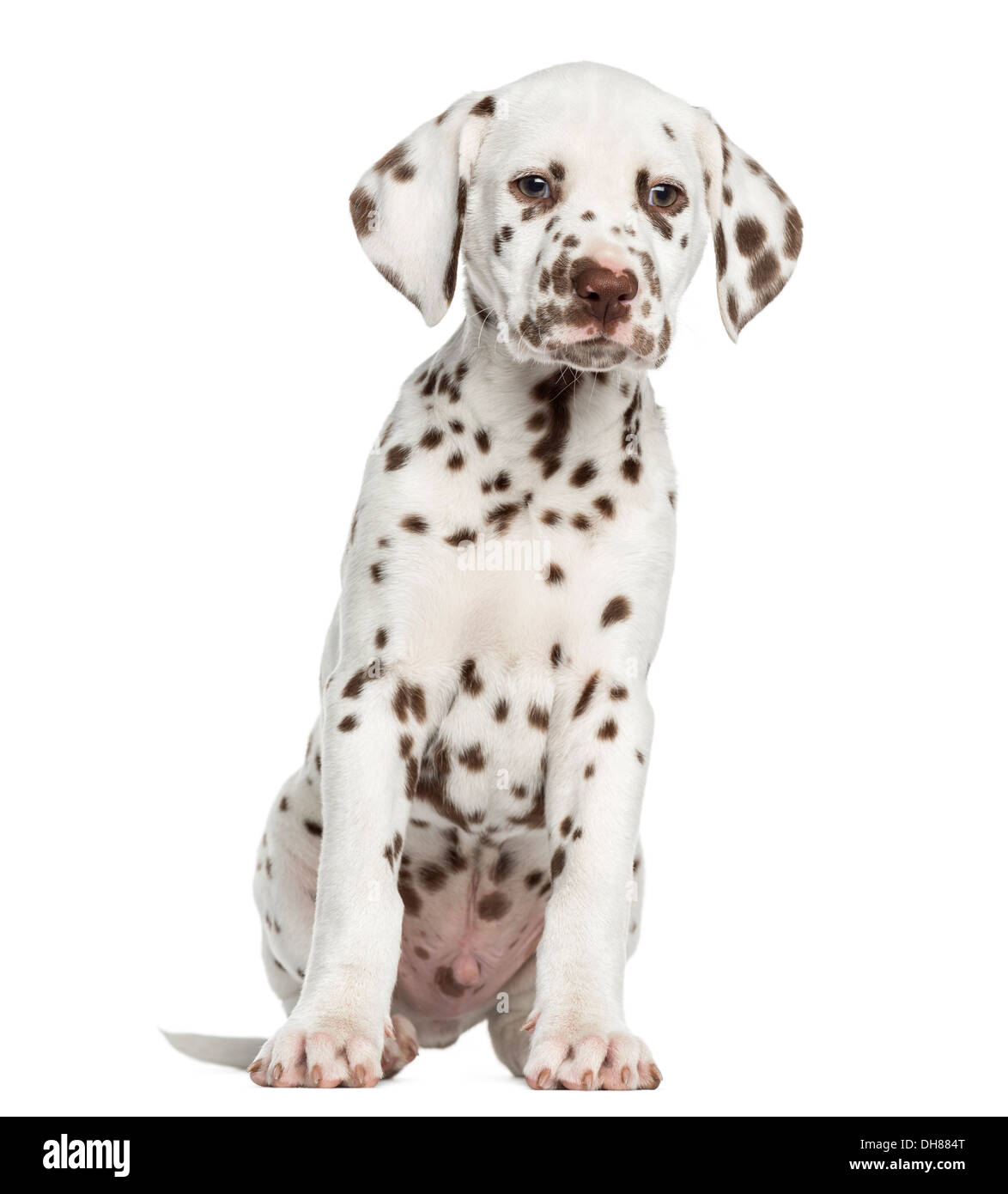Front view of a Dalmatian puppy sitting against white background Stock ...