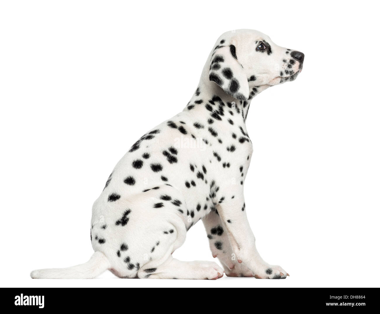 Side view of a Dalmatian puppy sitting, looking away against white ...