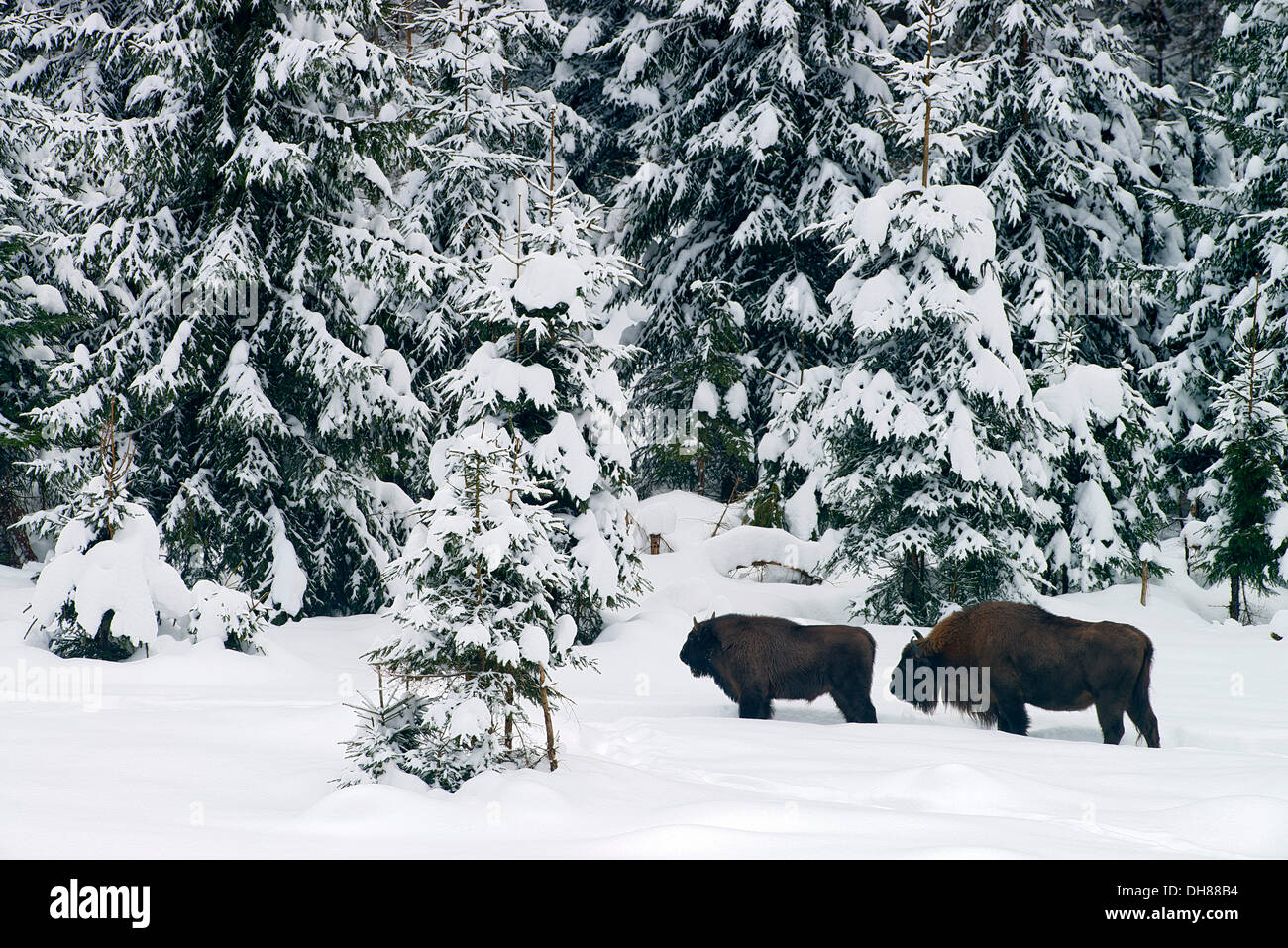 Bison enclosure hi-res stock photography and images - Alamy
