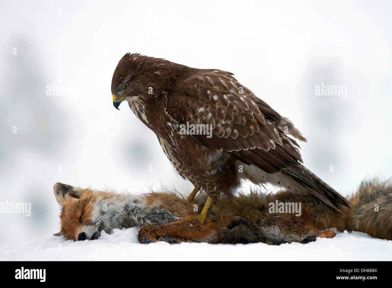 Common Buzzard (Buteo buteo), with the carcass of a red fox (Vulpes ...