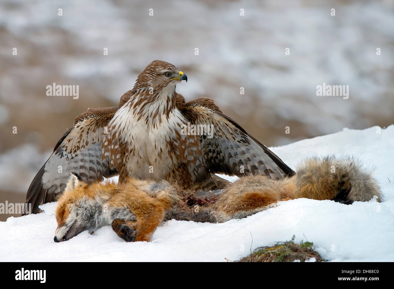 Common Buzzard (Buteo buteo), with the carcass of a red fox (Vulpes ...