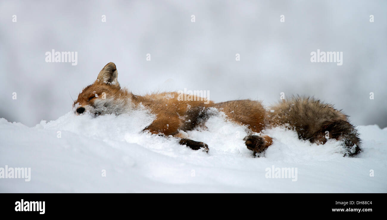 Dead Red Fox (Vulpes vulpes), lying in the snow, Terfens, Schwaz ...