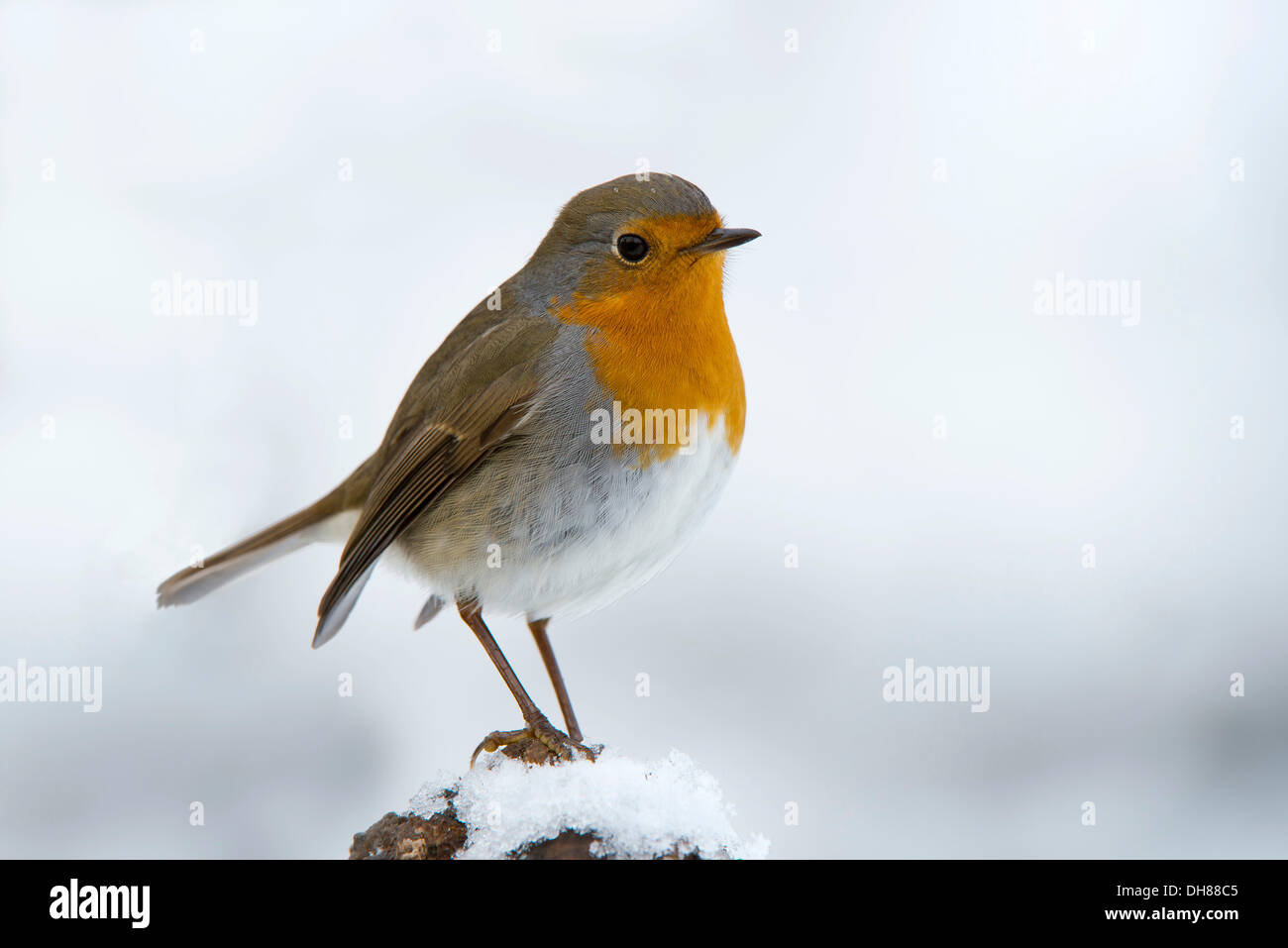 Robin full frontal hi-res stock photography and images - Alamy