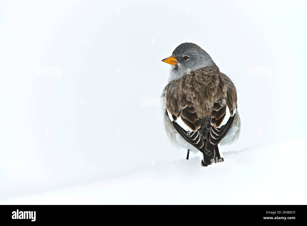 White-winged Snowfinch or Snowfinch (Montifringilla nivalis), Hafelekar ...
