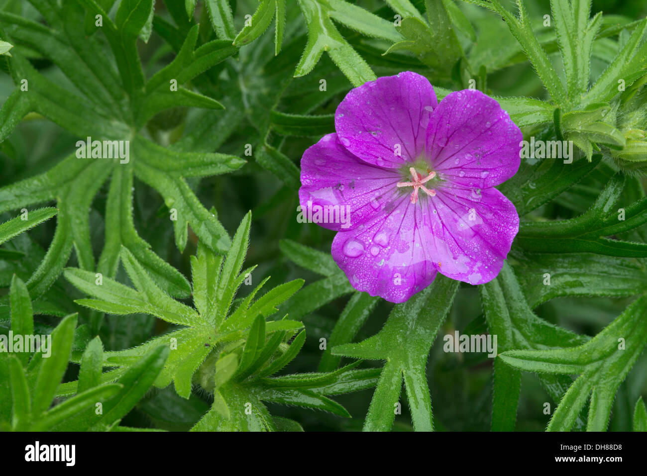 Bloody cranesbill hi-res stock photography and images - Alamy