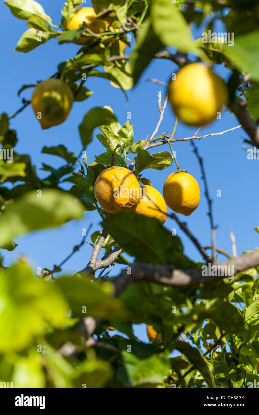 fresh lemons on lemon tree blue sky nature summer fruit background ...