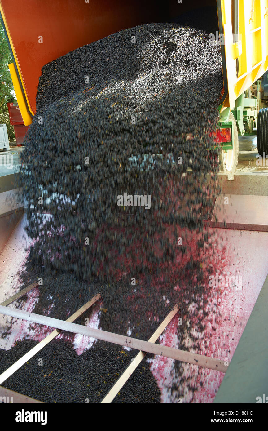 Wine grapes harvest being fed into a hopper for processing Stock Photo ...