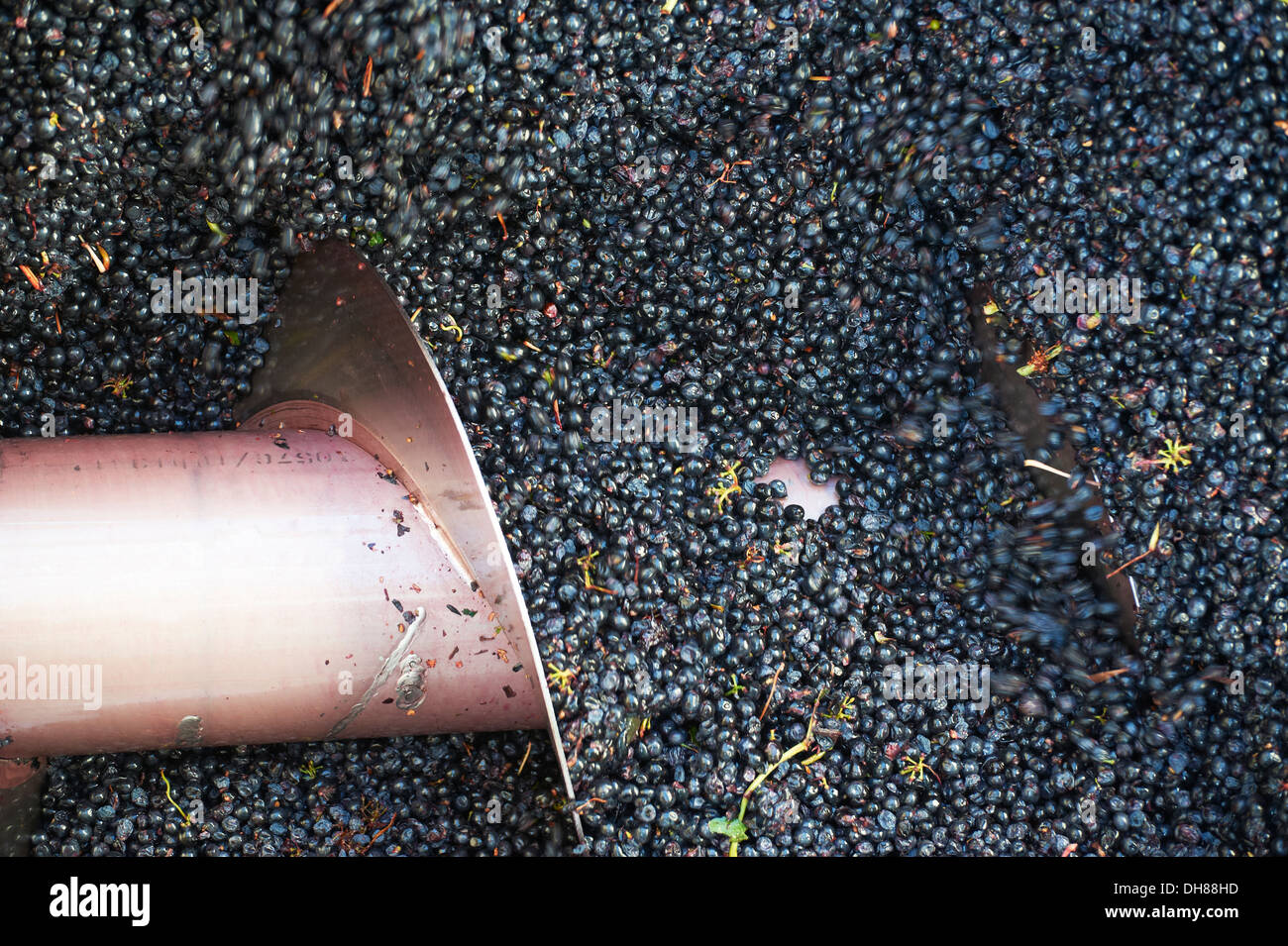 Grape hopper hi-res stock photography and images - Alamy