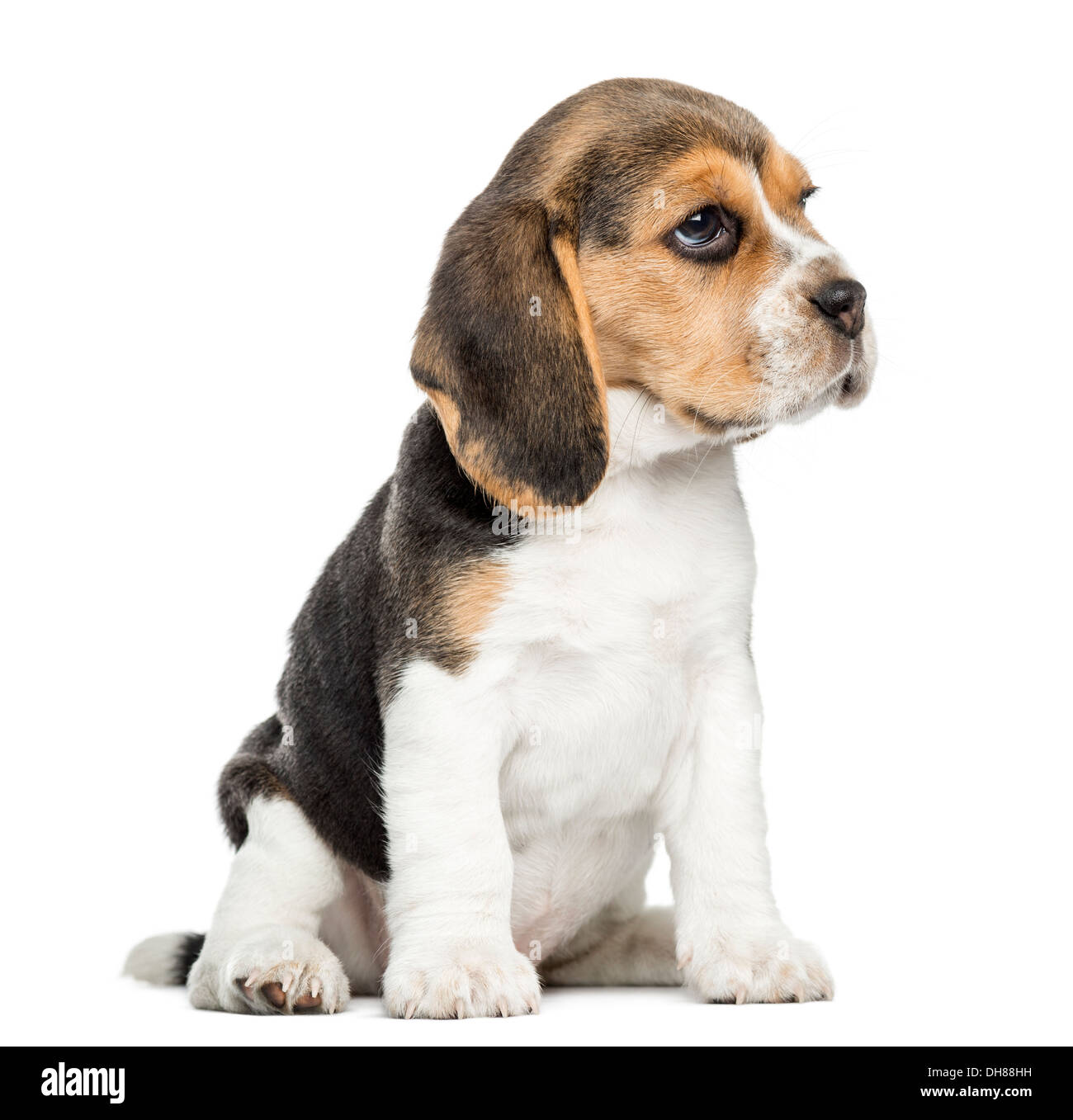 White tan beagle Cut Out Stock Images & Pictures - Alamy