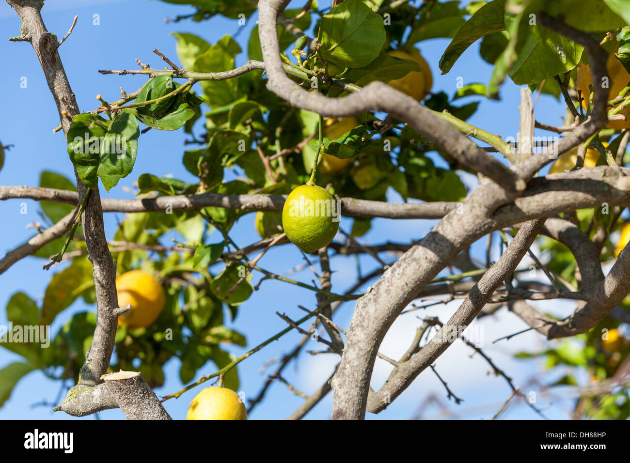 fresh lemons on lemon tree blue sky nature summer fruit background ...