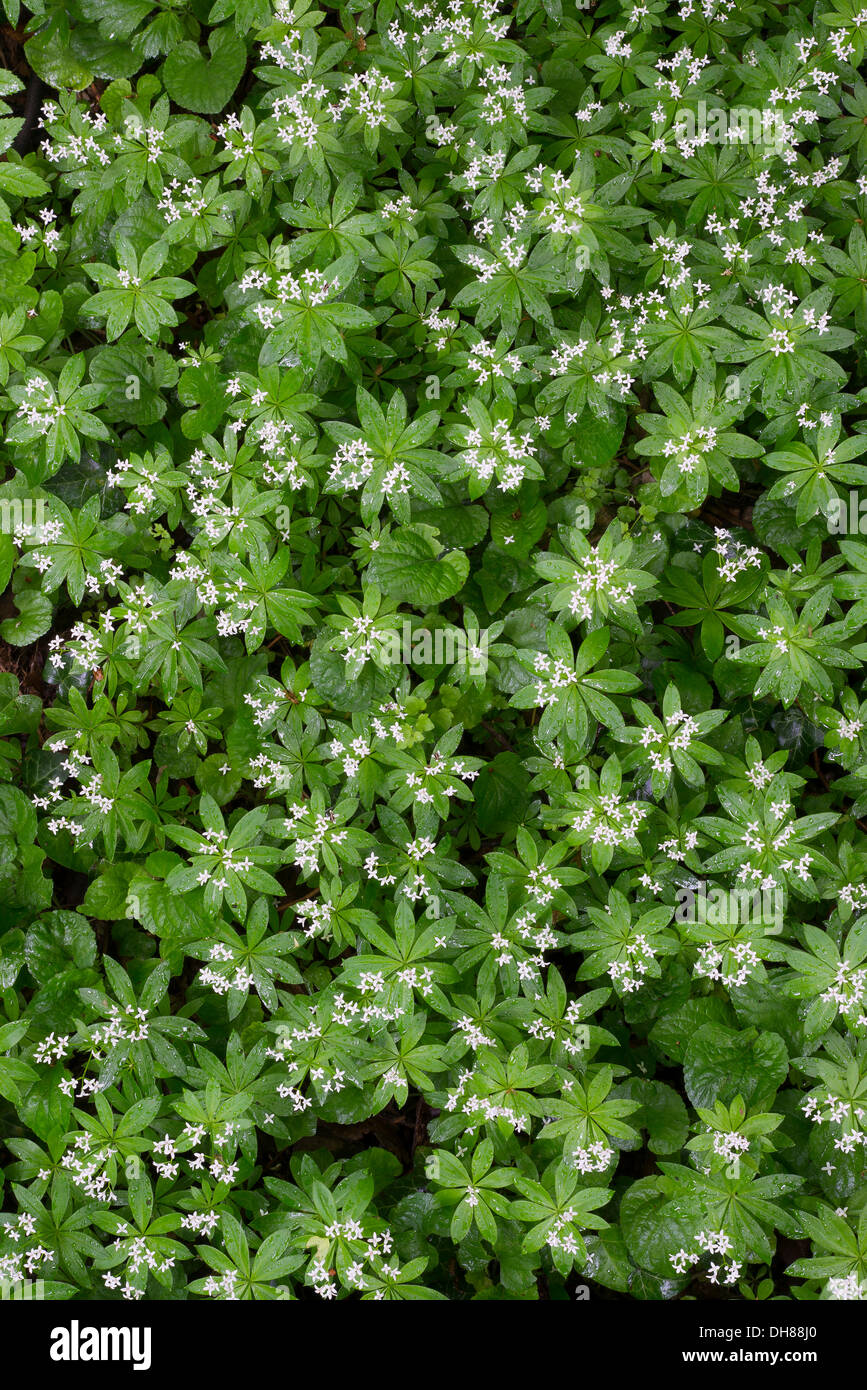 Baby breath plant hi-res stock photography and images - Alamy