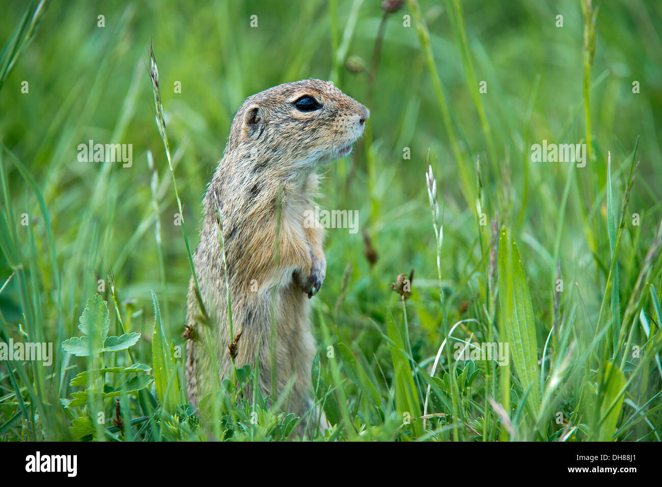 European Ground Squirrel or European Souslik (Citellus citellus ...