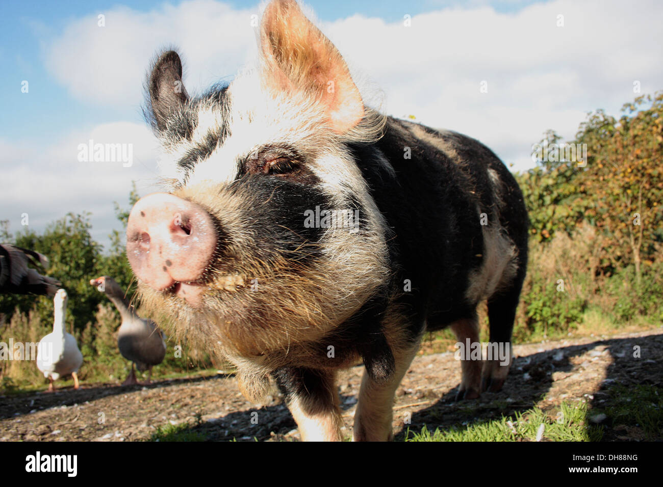 Kune kune boar hi-res stock photography and images - Alamy