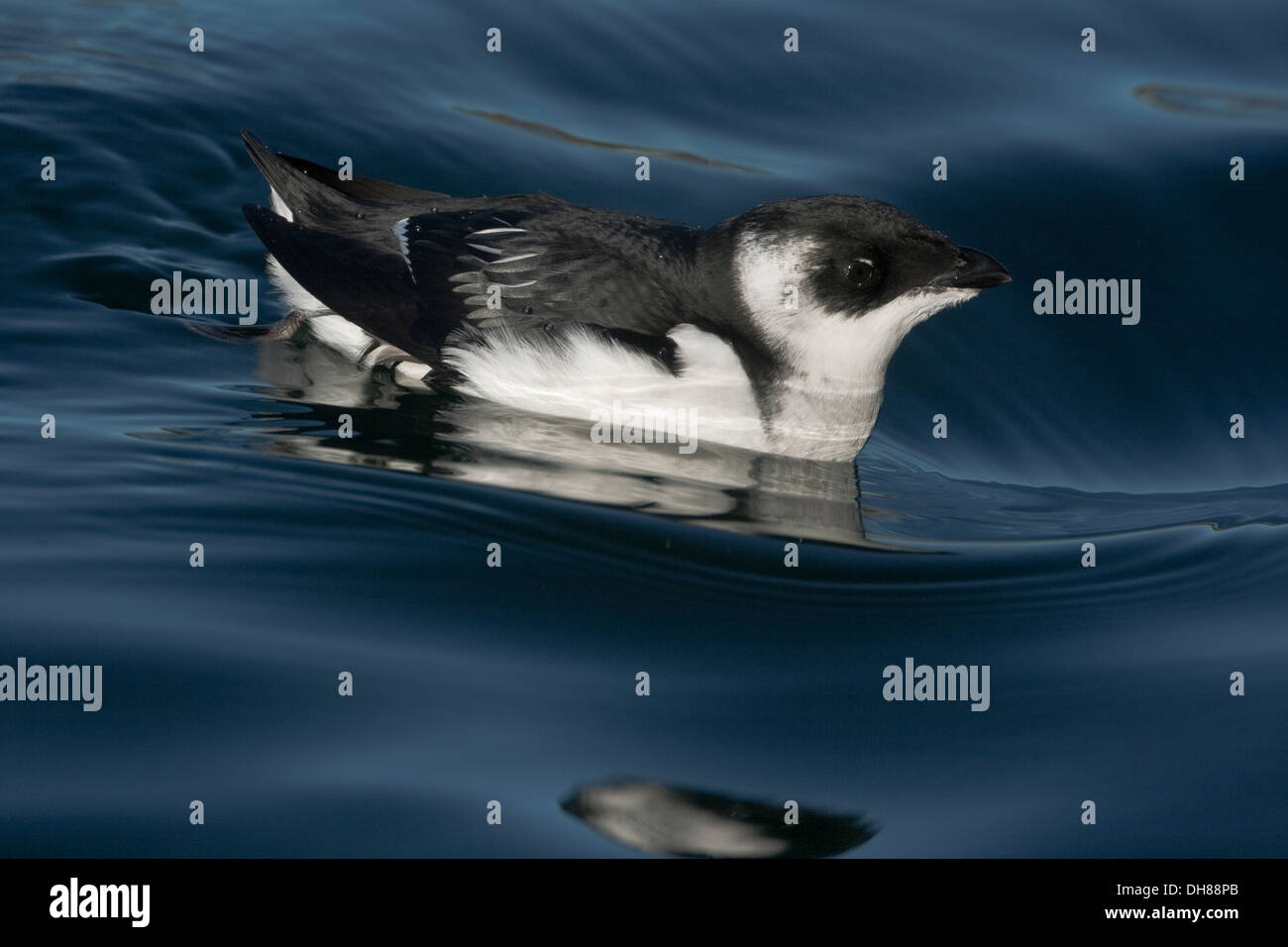 Little auk swimming hi-res stock photography and images - Alamy