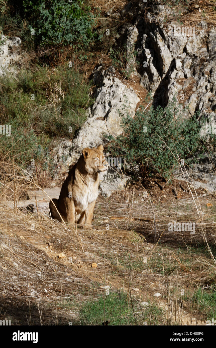 African Lion Panthera leo - Female Stock Photo - Alamy African Lion Panthera leo - Female Stock Photo - Alamy