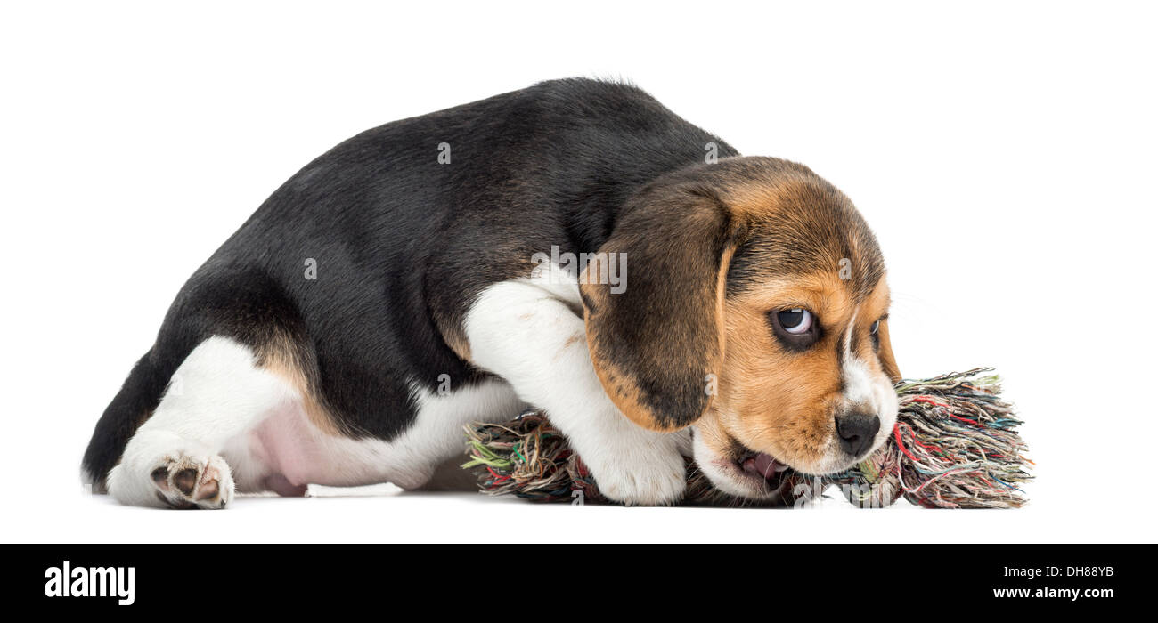 Front view of a Beagle puppy biting a rope toy against white background ...