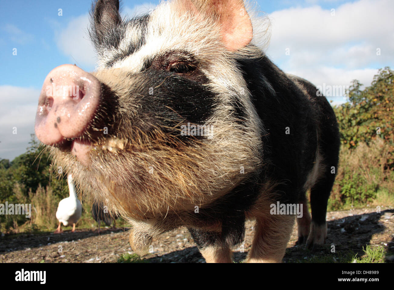 Kune kune boar hi-res stock photography and images - Alamy