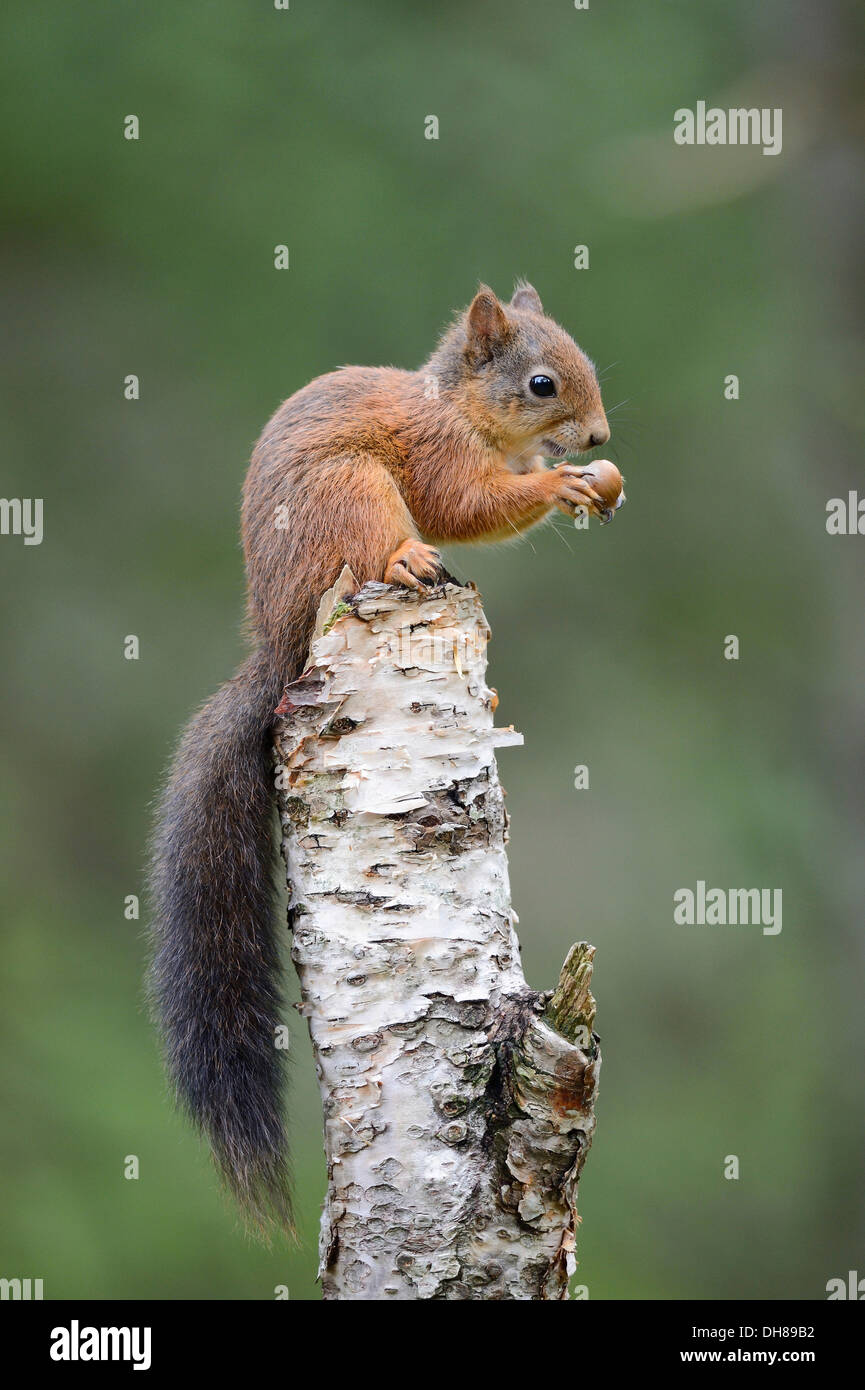 Squirrel norway hi-res stock photography and images - Alamy